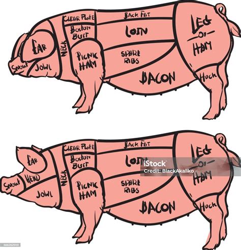 고기 세트의 커트 손으로 그린 돼지 고립입니다 벡터 그림 그리기 돼지고기는 다이어그램을 잘라냅니다 정육점이 게 갈비 음식에 대한 스톡 벡터 아트 및 기타 이미지 Istock