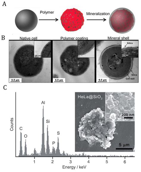 A Schematic Illustration Of Artificial Shell Formation On Living