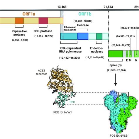 Sars Cov 2 Genome Which Shows Single Stranded Rna That Encodes Open