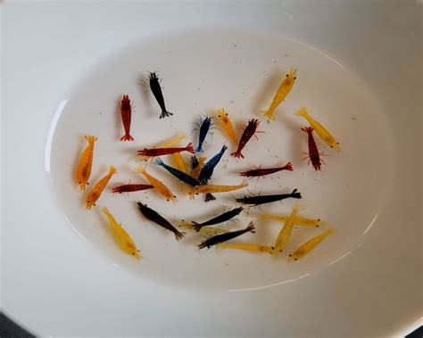 Special Offers The Trop Company