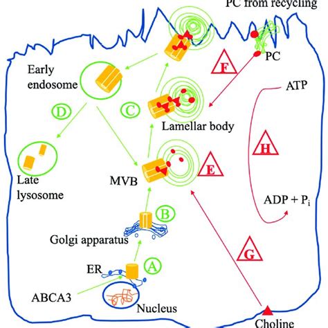 Intracellular Trafficking In Green Circle And Function In Red