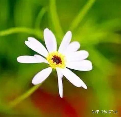 你的婚姻谁做主 知乎