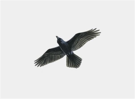The Raven Reference Images