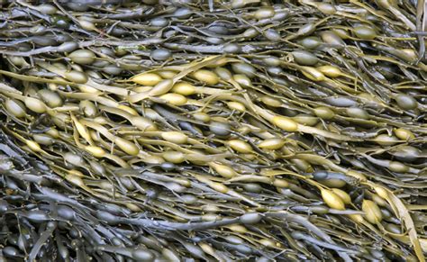 Seaweed Extract Products Biotechnica