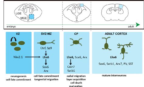 The Development Of Mge Derived Cortical Interneurons An Lhx6 Tale Semantic Scholar