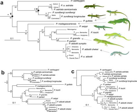 Figure 5 In Phylogenetic Systematics Of Day Geckos Genus Phelsuma