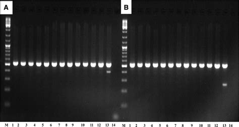 Didymella Pisi Simple Sequence Repeat Ssr Primers Specifically Download Scientific Diagram