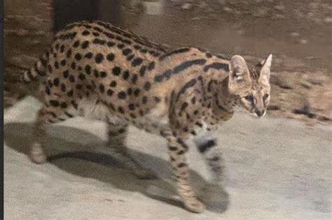 Police In Ohio Capture A Loose Serval Cat Mylot