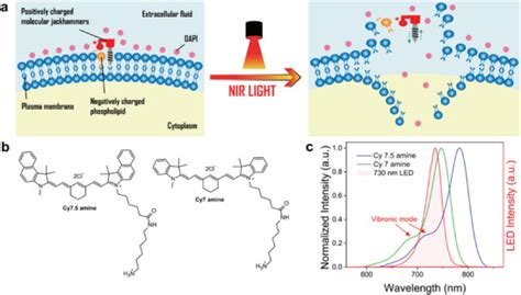 Divergent Syntheses Of Near‐infrared Light‐activated Molecular