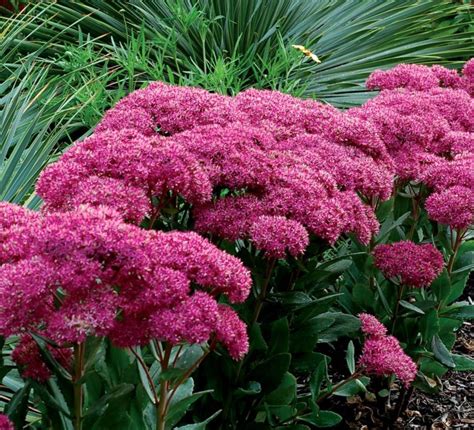 Многолетние цветы для дачи 110 фото выбираем многолетние красивые цветы цветущее все лето