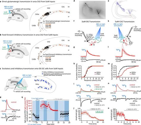 Synaptic Transmission From Sum Terminals To Dg Granule Cells And Ca2
