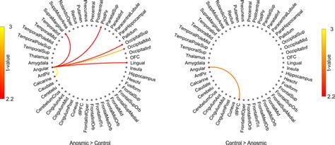 Dynamic Functional Connectivity From Angular Gyrus Dynamic Functional