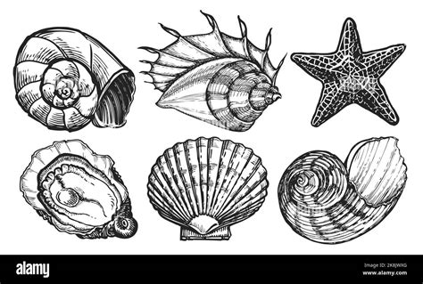 Sea Shell Drawing