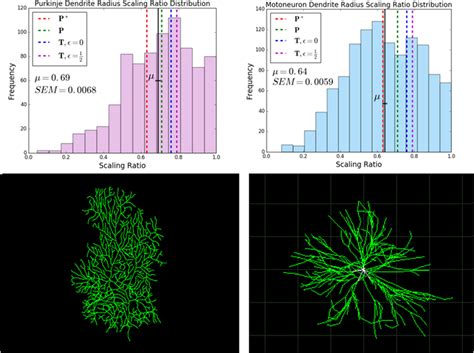 Comparison Of Radius Scaling Ratio Distributions Of Cerebellar Purkinje