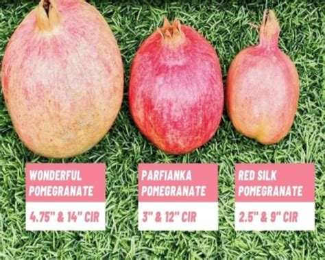 Pomegranate Of Grading Leafconagro