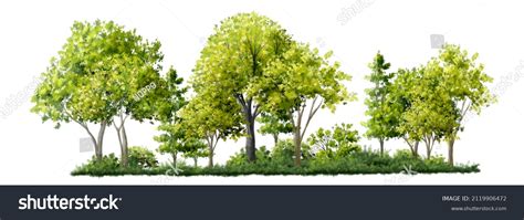 Forest Green Tree Side View Isolated Stock Illustration 2119906472 Shutterstock