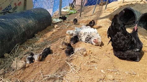 아기병아리 15마리 엄마닭과 같이 흙목욕을 하네요 따라하는게 신기합니다 Youtube