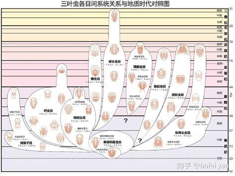 三叶虫化石 知乎