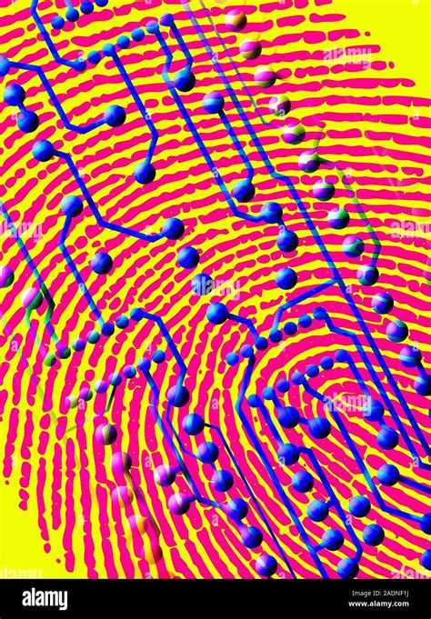 Biometric Fingerprint Scan Computer Artwork Of A Human Fingerprint Overlaid With A Printed