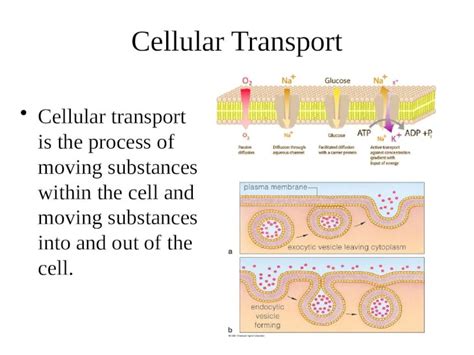 Pptx Cellular Structure And Function Iii Dokumen Tips