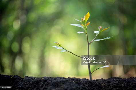 환경 깨끗한 행성 생태 개념을 저장합니다 세계 지구의 날 보케 녹색 자연에서 햇빛을 받으며 자라는 어린 녹색 식물 광고주를 위한 복사 공간이 있는 세계 환경의 날 개념입니다