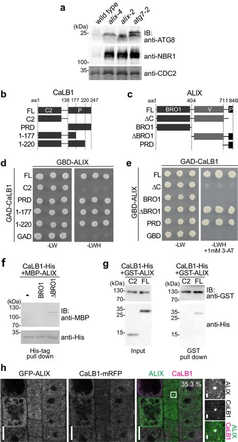 Arabidopsis Calb1 Undergoes Phase Separation With The Escrt Protein Alix And Modulates