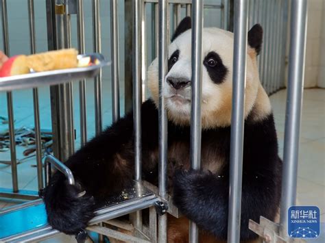 新华全媒丨探班神树坪基地 走近大熊猫“福宝”的居家日常