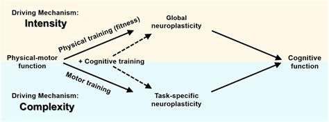Physical Motor Training And Cognition—dual Tasks Download Scientific Diagram