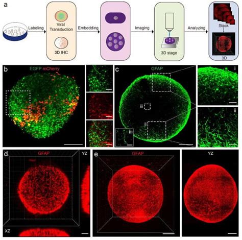 Multiscale Analysis Of Cellular Composition And Morphology In Intact