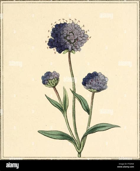 This 1812 Work Outlines Linnaeus Principles Of Botanical Science Offering Examples Of Plant