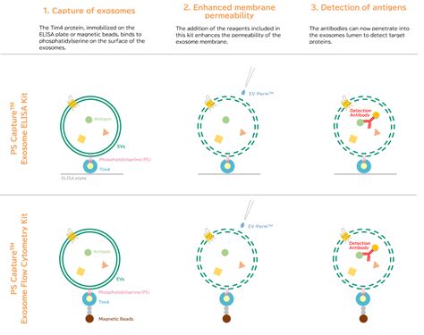 Ev Perm Permeabilization Pretreatment Kit For Exosome Membrane Technical Information And Data