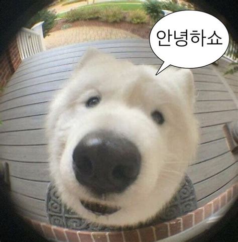 끄앙ㅇ아아에 있는 뭐꼬님의 핀 웃긴 인용구 인용문 재미있는 유머