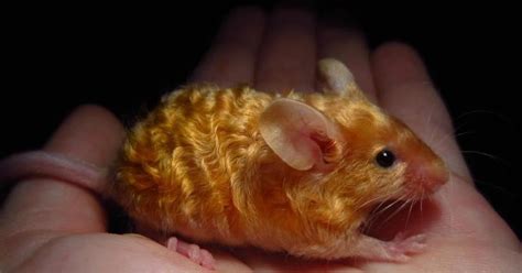 The Fancy Mouse Is A Domesticated Breed Of The House Mouse Mus