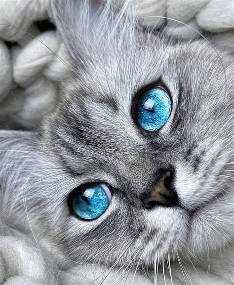 Stunning Grey Cat With Blue Eyes
