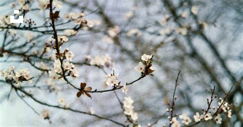 새 한 마리가 나뭇가지에 앉아 있다 사진 Unsplash의 무료 필름 사진 이미지