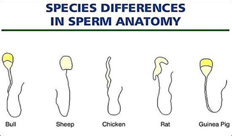 Different Species Of Sperm Morphology Download Scientific Diagram