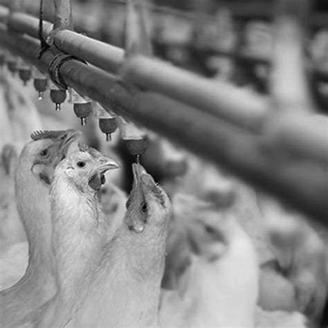 Uruguay Minerva Meat