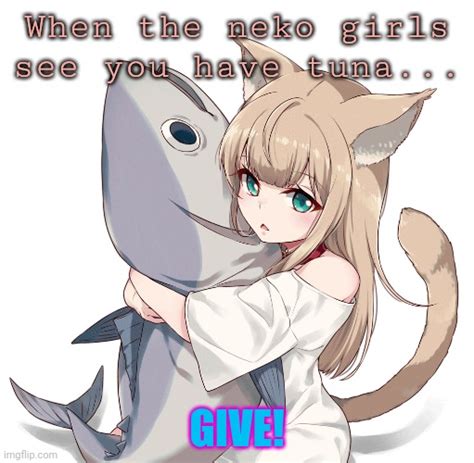 Anime Neko Memes And S Imgflip