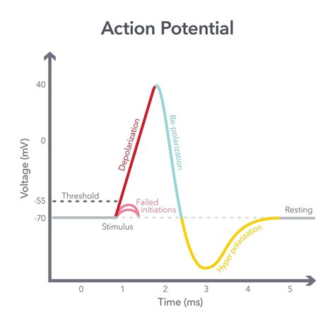 Action Potential Graph Labeled
