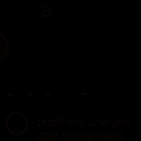 Two Types Of Conjugate Interactions With Bacterial Cell Surfaces
