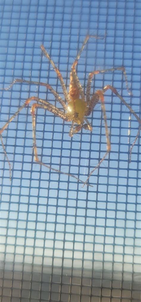 Found On Inside Of Window R Whatisthisbug