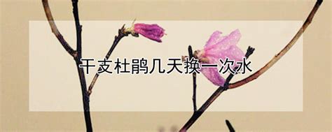 干支杜鹃几天换一次水 发财农业网