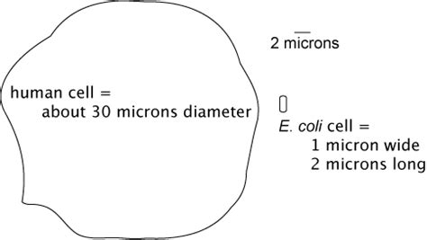 MicroWaves Matters Of Size