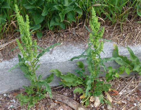 Curled Dock David Fallis Miles Hearn