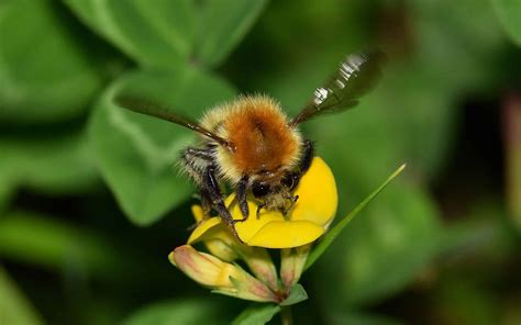 Discover The Largest Bumble Bee In The World A Z Animals