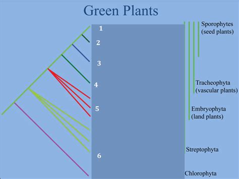 Green Plant Phylogeny Diagram Quizlet