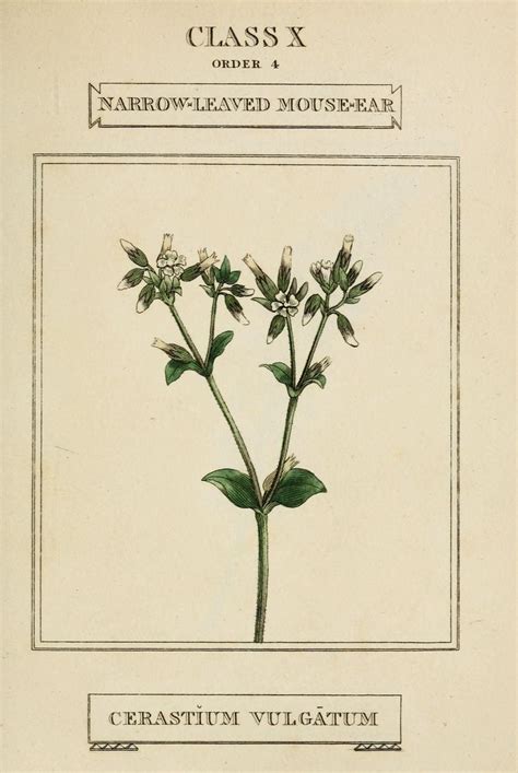 Elements Of The Science Of Botany 1812