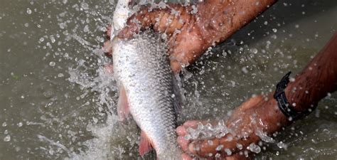 How To Rig A Shaky Head 10 Easy Steps 2026