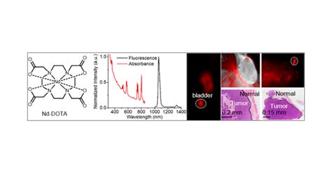 Small Molecule Lanthanide Complexes Probe For Second Near Infrared