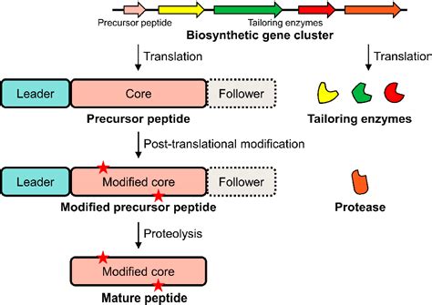 Figure 2 From Advancements In The Application Of Ribosomally